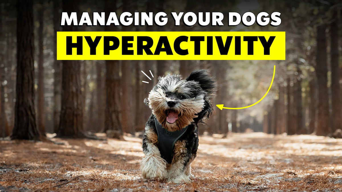 Managing Hyperactive Dog Energy for a Calm Home - The Brooklyn – The ...