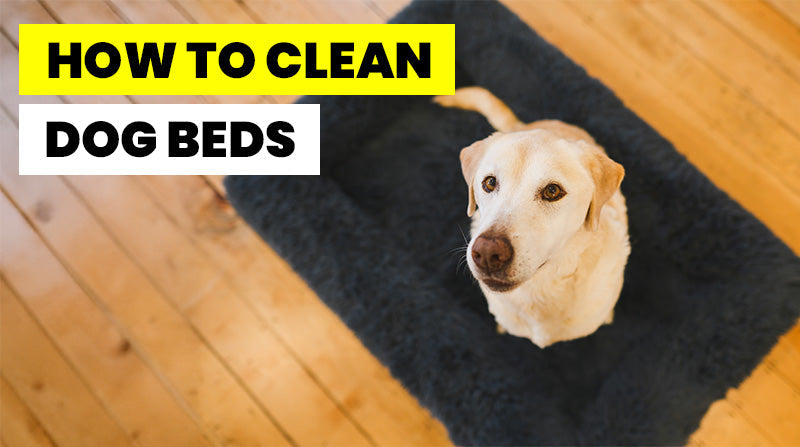How to Clean a Dog Bed- A Detailed Guide – The Brooklyn Pet Store