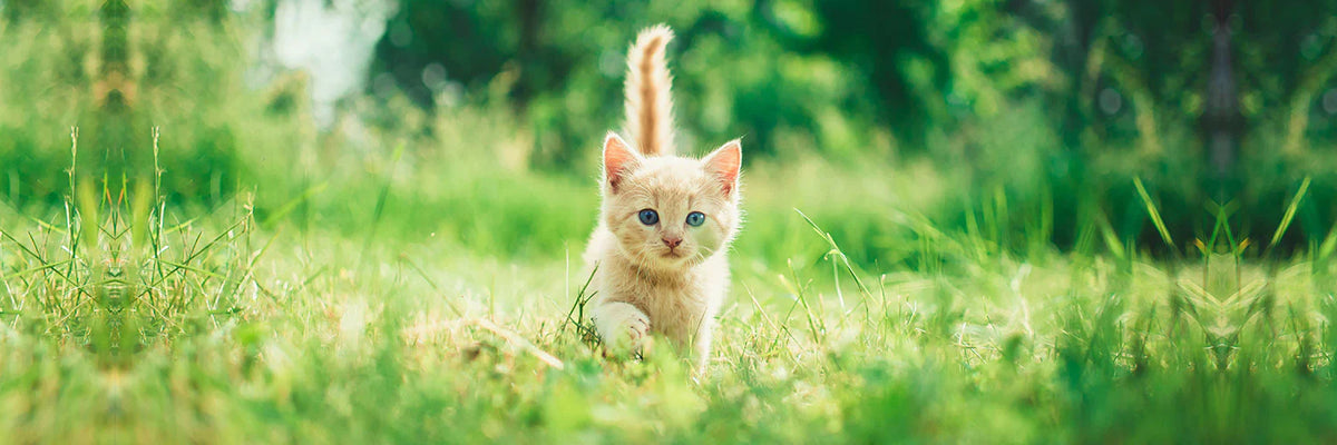 Cat Products | Cat Beds & Accessories – The Brooklyn Pet Store